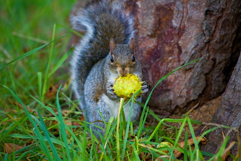 Squirrel Near a Tree with a Nut Stock Image - Image of amount, brown ...