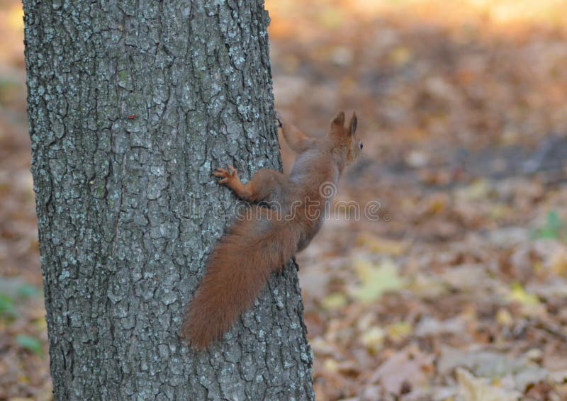 Squirrel Back Pose Showing Danger and Stress Stock Photo - Image of ...