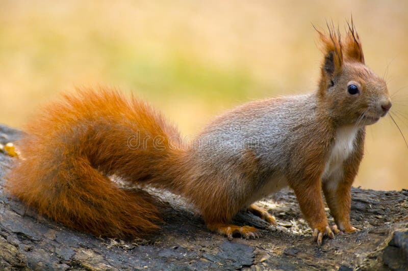 Squirrel stock photo. Image of nutella, snow, sciurus - 47473336