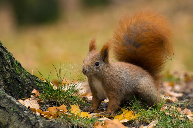 Squirrel stock image. Image of brusch, vulgaris, outdoor - 47474871
