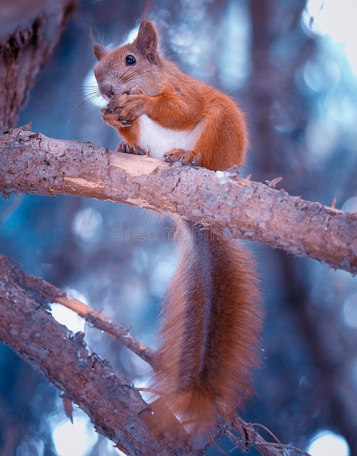 Squirrel with nut stock photo. Image of looking, eating - 25913788