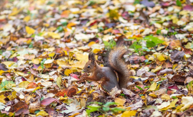 Autumn Squirrel with Nut on Green Grass with Fallen Yellow Leaves Stock ...