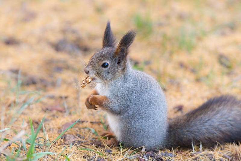 Squirrel with a Nut in Autumn Stock Image - Image of rodent, autumn ...