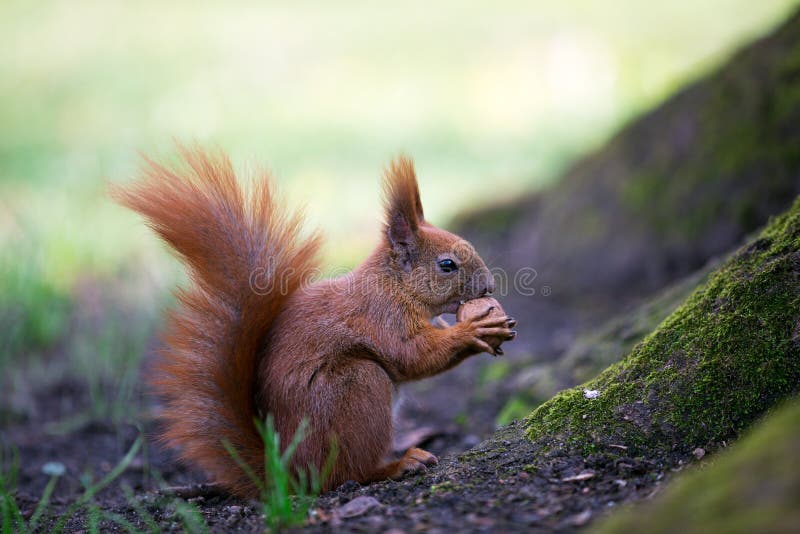 Squirrel nut the eater. stock photo. Image of mammals - 91052872
