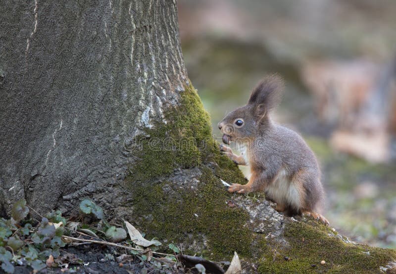 Squirrel with Nut in Forest Stock Image - Image of pine, natural: 88342919