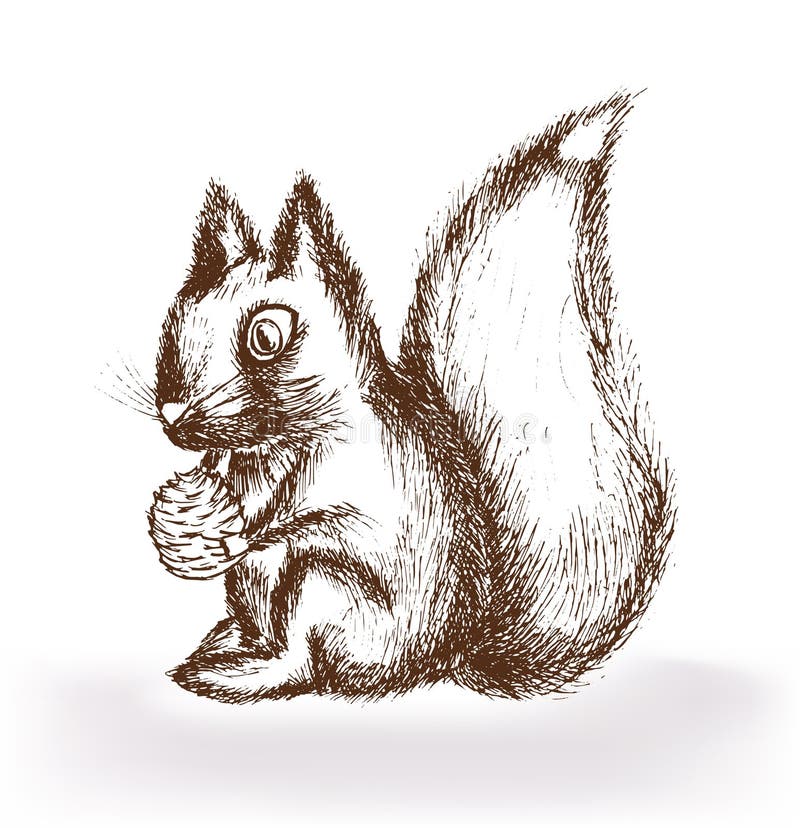 Squirrel Nut Engraving Stock Illustrations – 64 Squirrel Nut Engraving ...