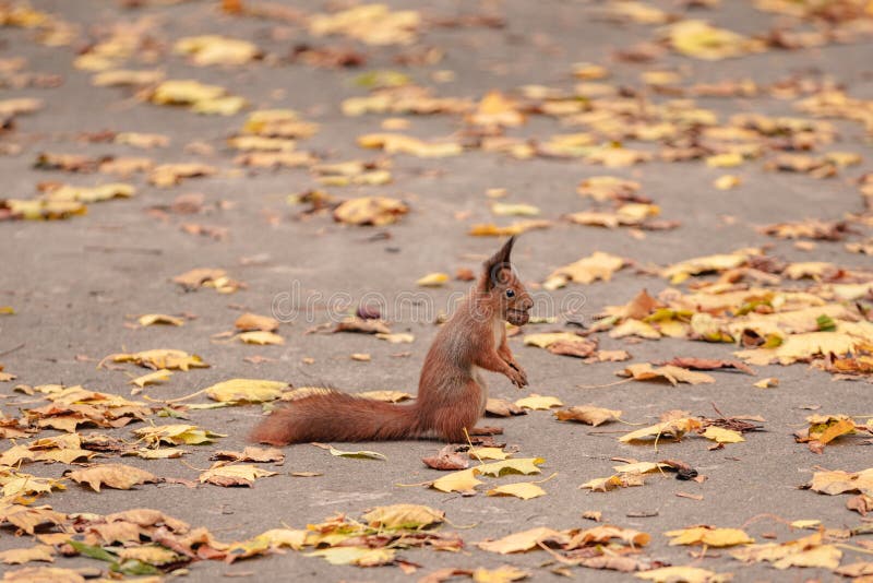 Squirrel with a Nut in His Mouth in the Fall Stock Photo - Image of ...
