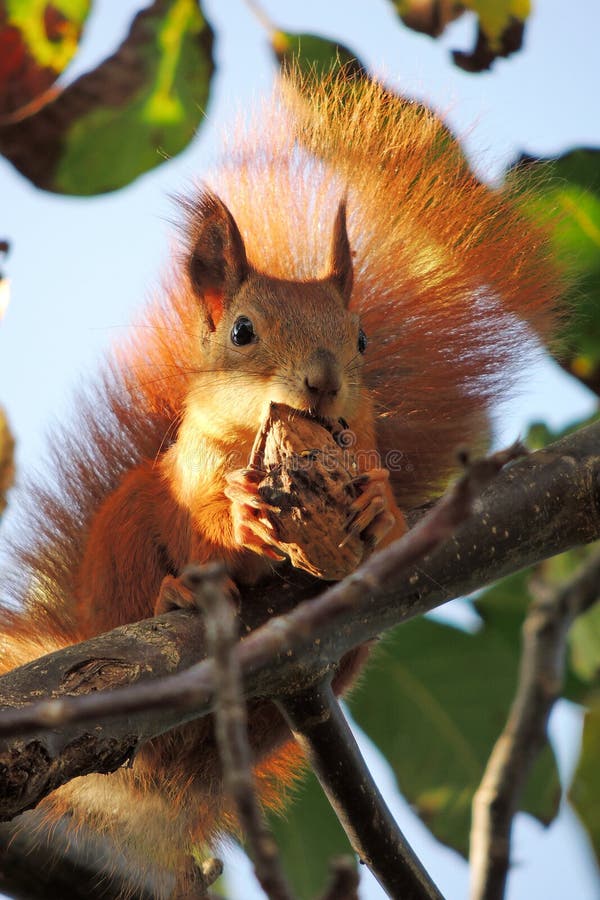 Squirrel on a nut stock image. Image of small, nature - 78357343