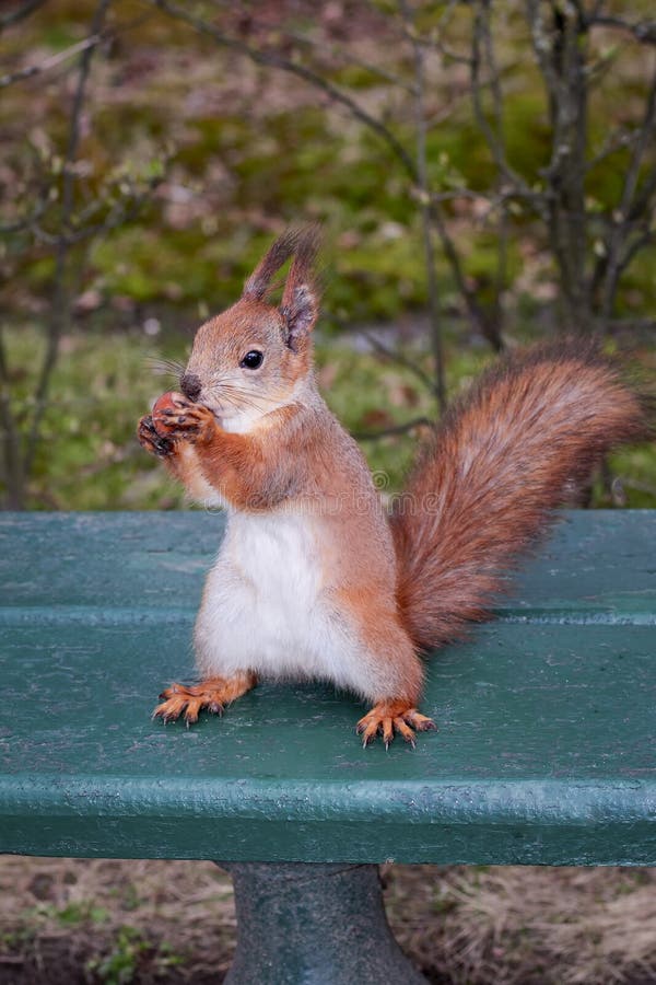 Squirrel with a Nut in Its Paws Stock Photo - Image of portrait, fluffy ...