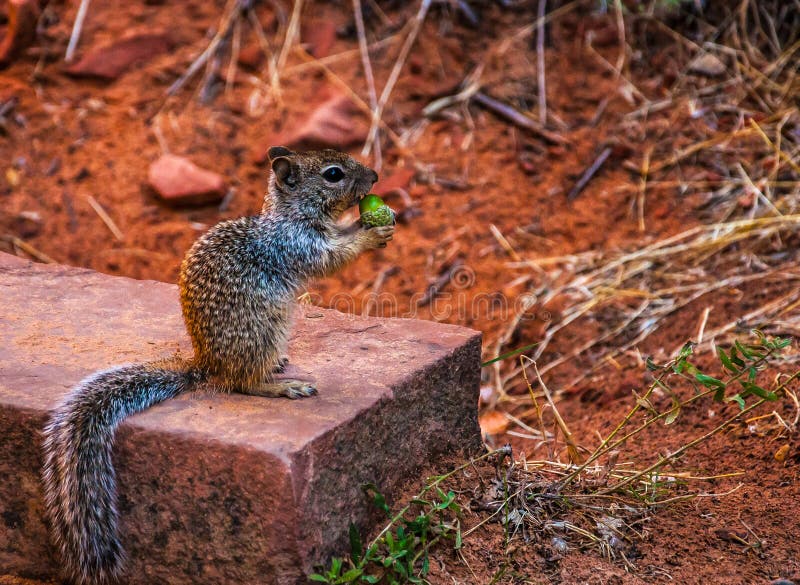 Squirrel & Nut stock photo. Image of squirrel, animals - 30329884