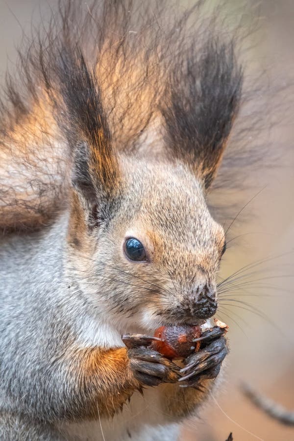 The Squirrel with Nut Sits on Tree in the Winter or Autumn. Eurasian ...