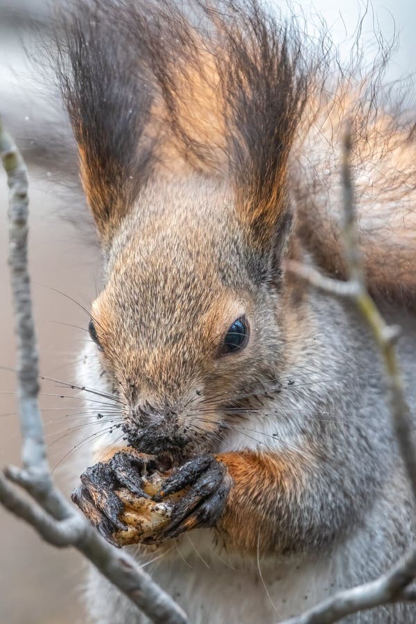 The Squirrel with Nut Sits on Tree in the Winter or Autumn. Eurasian ...