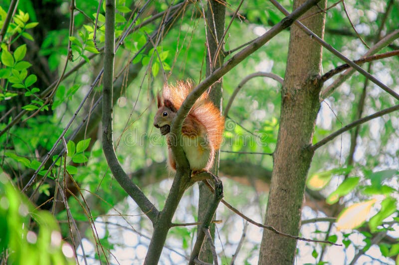 Squirrel with Nut on the Tree Stock Photo - Image of natural, nature ...