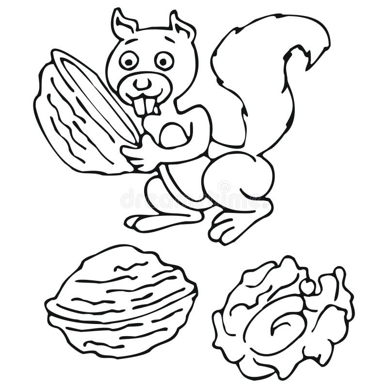 Squirrel and nuts stock vector. Illustration of jungle - 4397727