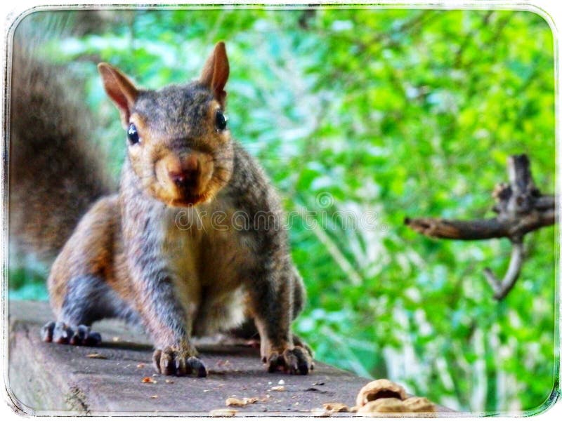 Squirrel and nuts stock photo. Image of nuts, squirrel - 192975016