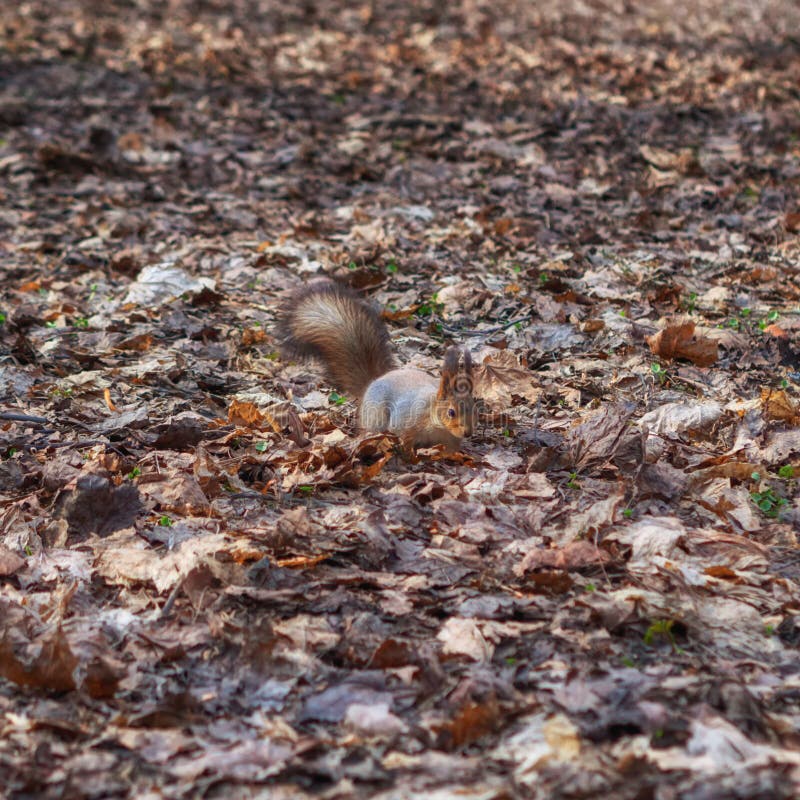 Squirrel with Nuts in Fall Foliage Stock Photo - Image of brown, leaves ...