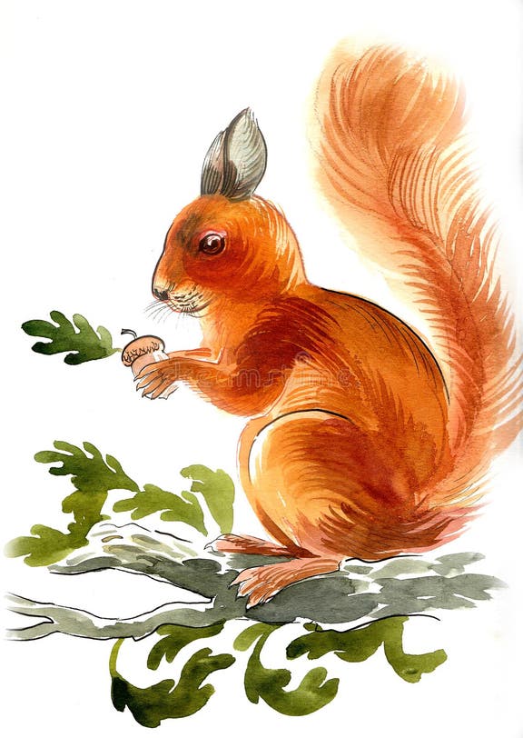 Squirrel and oak stock illustration. Illustration of animal - 366768142
