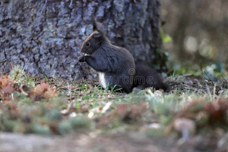 Squirrel with One Ear Eats a Nut Stock Image - Image of closeup, eating ...