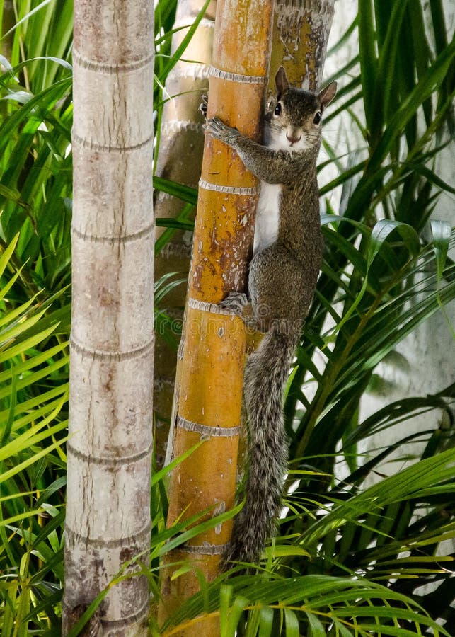 TREE HUGGING SQUIRREL in the PALMS Stock Image - Image of hands, rodent ...