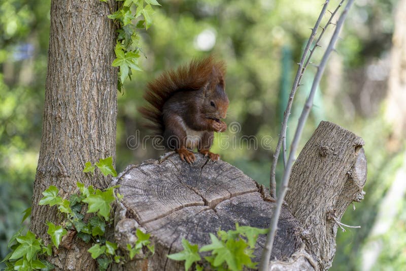 Squirrel in the park stock photo. Image of branch, environment - 273780018