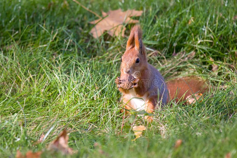 Squirrel in the Park. Animals in Nature Stock Image - Image of fauna ...