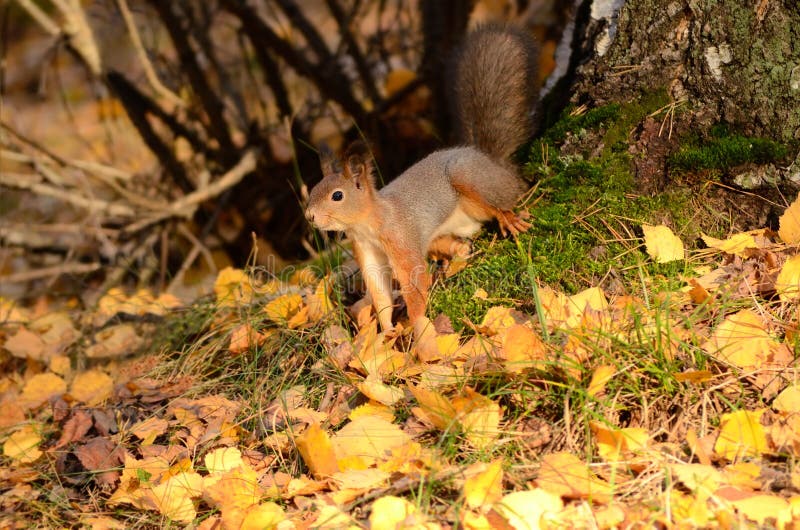 Squirrel in the park stock photo. Image of lush, brown - 35260860