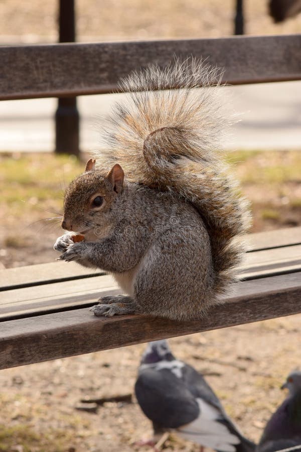 Squirrel on a Park Bench Eating Nuts. Stock Image - Image of natural ...
