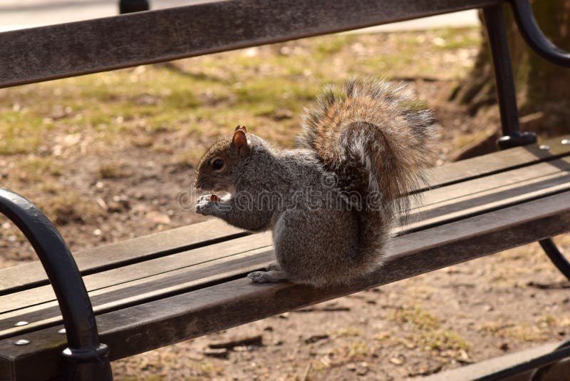 Squirrel on a Park Bench Eating Nuts. Stock Photo - Image of green ...