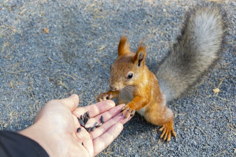A Squirrel in the Park Eats with a Male Hand Stock Image - Image of ...