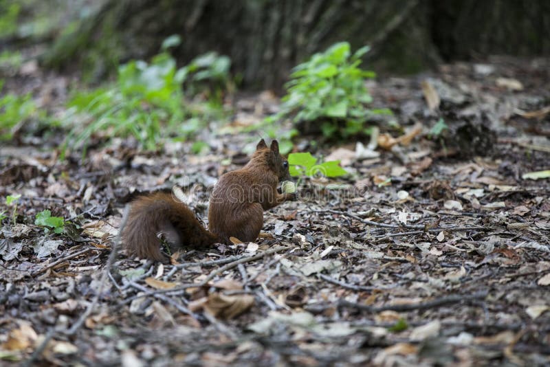 Squirrel in the park stock image. Image of poland, natural - 102791601