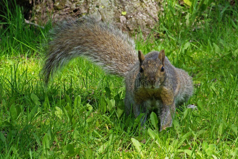 Squirrel in the park editorial stock image. Image of wildlife - 42539129