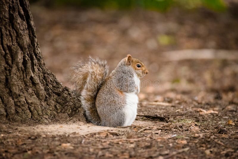 Squirrel stock photo. Image of adorable, mammalwhiskers - 66966928