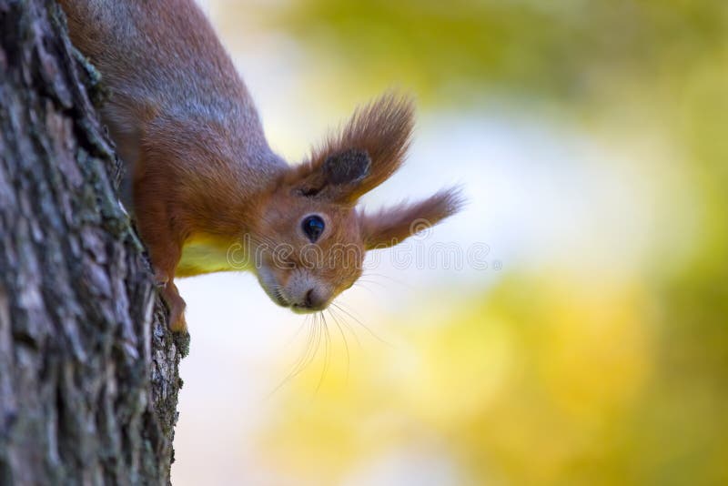 Squirrel in the Park on a Tree. Animals in Nature Stock Photo - Image ...