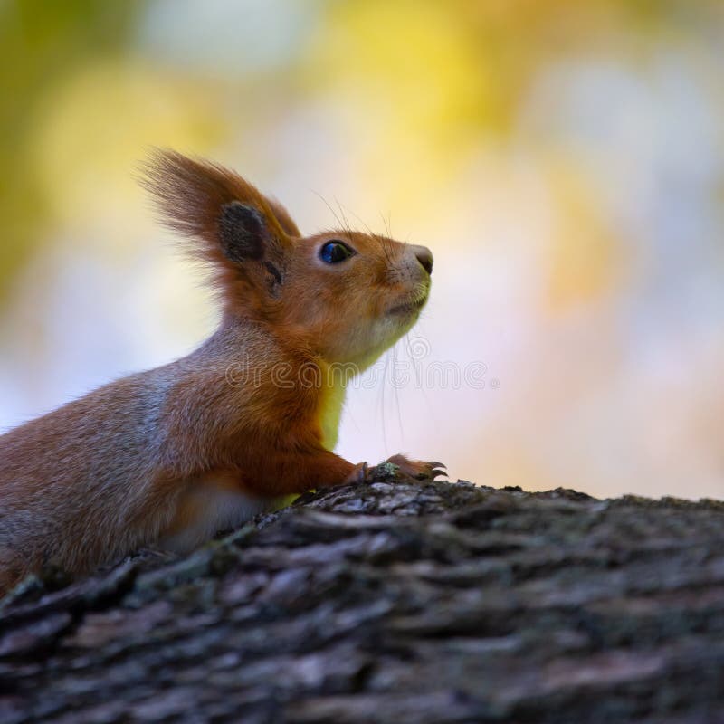 Squirrel in the Park on a Tree. Animals in Nature Stock Image - Image ...