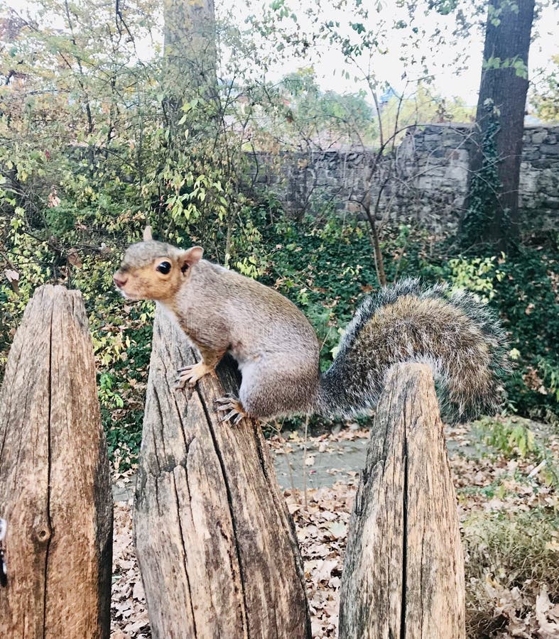 Squirrel stock image. Image of squirrel, turin, italy - 136100539