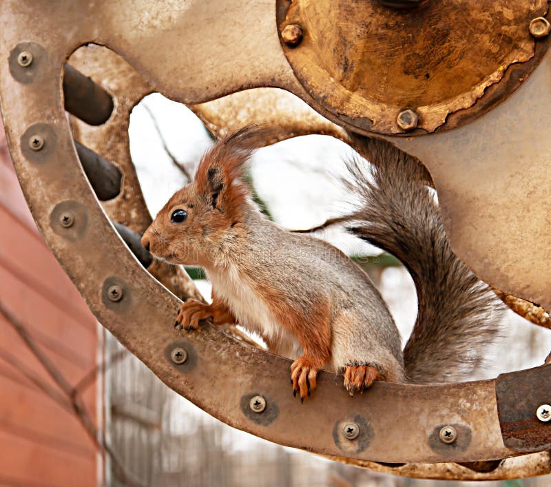 Squirrel in a park wheel stock image. Image of tree - 171281039
