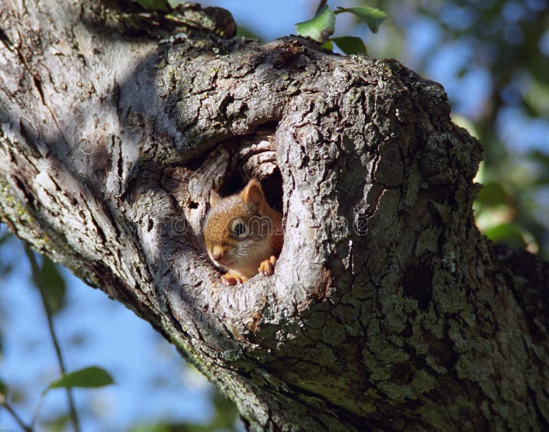 Three baby fox squirrels stock image. Image of area, triplets - 19251385