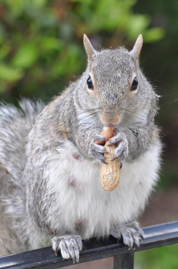 Squirrel with Peanut stock image. Image of wildlife, animal - 24498559