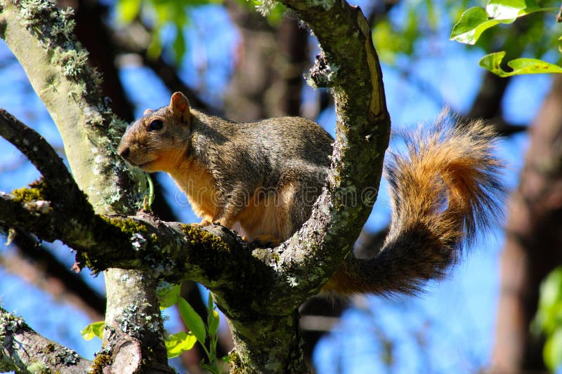 Squirrel Pear Tree Branch stock photo. Image of rodent - 345158172