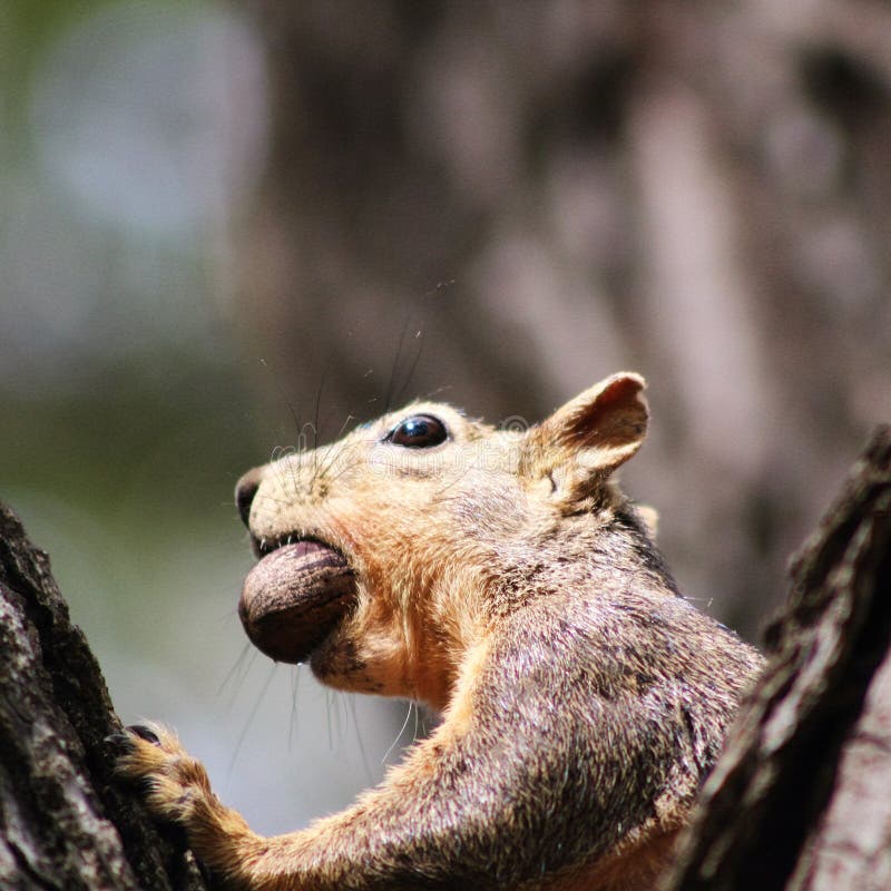 Squirrel with Pecan stock image. Image of wild, squirrel - 65997753
