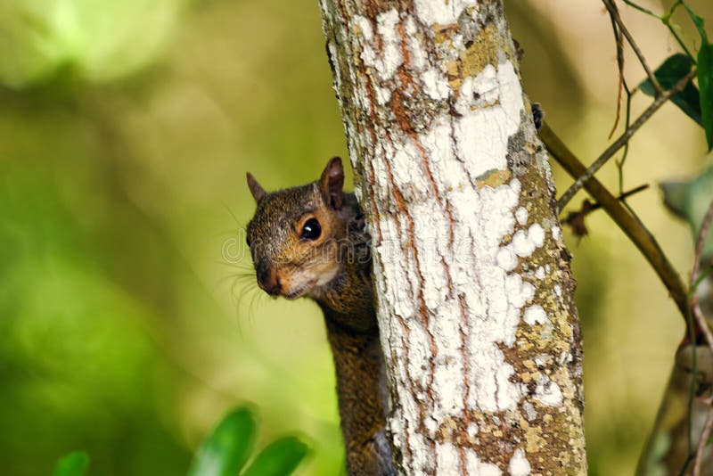 Squirrel Peeking Around Tree Stock Photos - Free & Royalty-Free Stock ...