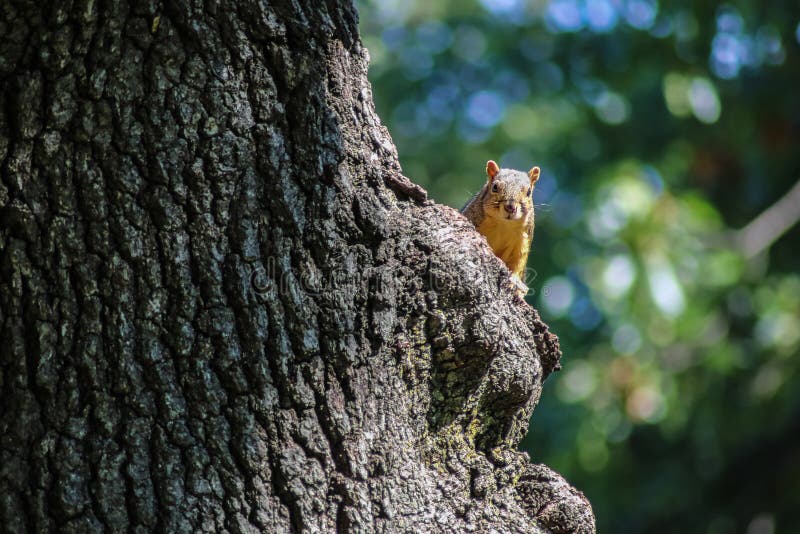 Squirrel Peeking Around Tree Stock Photos - Free & Royalty-Free Stock ...
