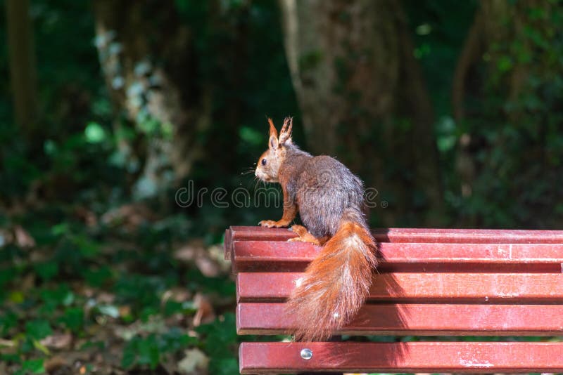 Squirrel Perched on Park Bench Stock Image - Image of park, isolated ...