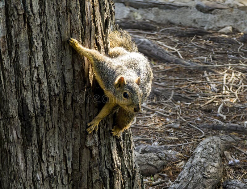 Squirrel Perched on the Side of the Tree, Ready To Take Off Stock Photo ...