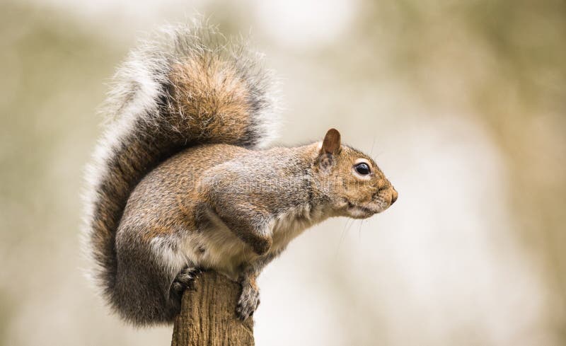Grey Squirrel stock image. Image of animals, rodent, grey - 23376045