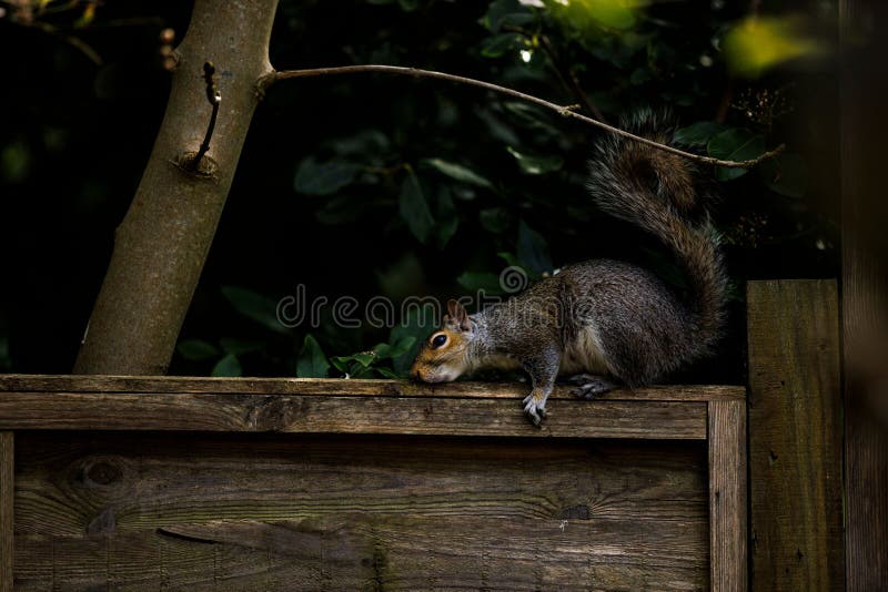 Squirrel on a Wooden Fence in a Garden. Stock Image - Image of nature ...