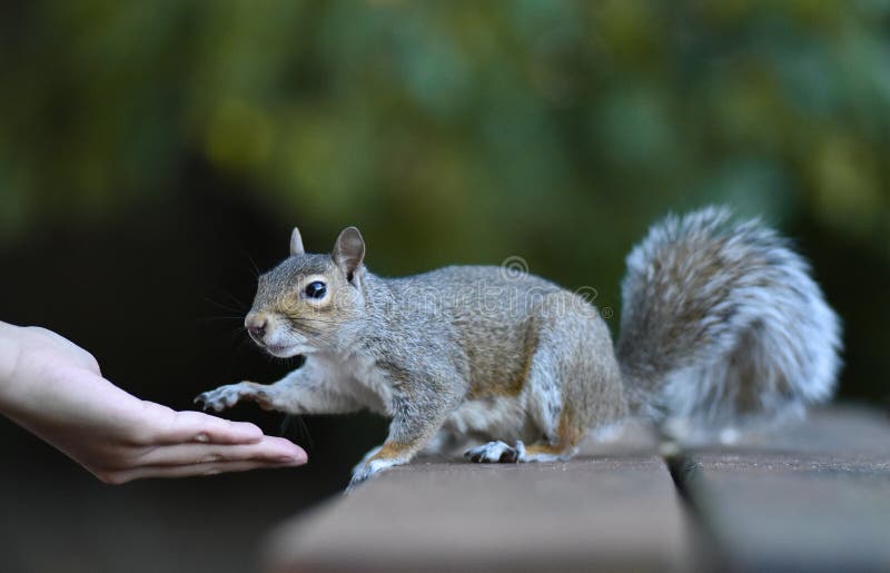 Squirrel Perched on a Wooden Ledge, Being Fed by a Human, Extending Its ...