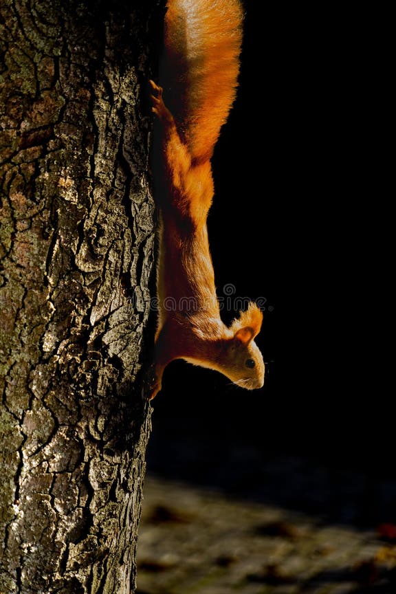Squirrel Perching on Tree Bark Stock Photo - Image of wildlife, motion ...