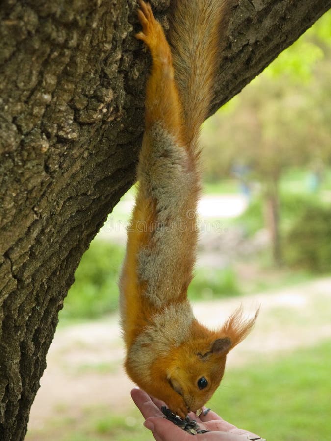 Squirrel stock image. Image of cute, sommer, photoghraphy - 37994719
