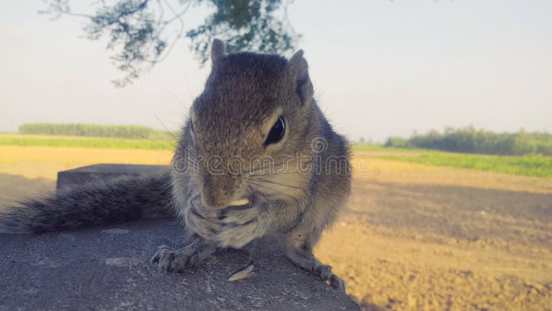 Squirrel Pet Love Animal Tree Stock Photo - Image of animal, squirrel ...
